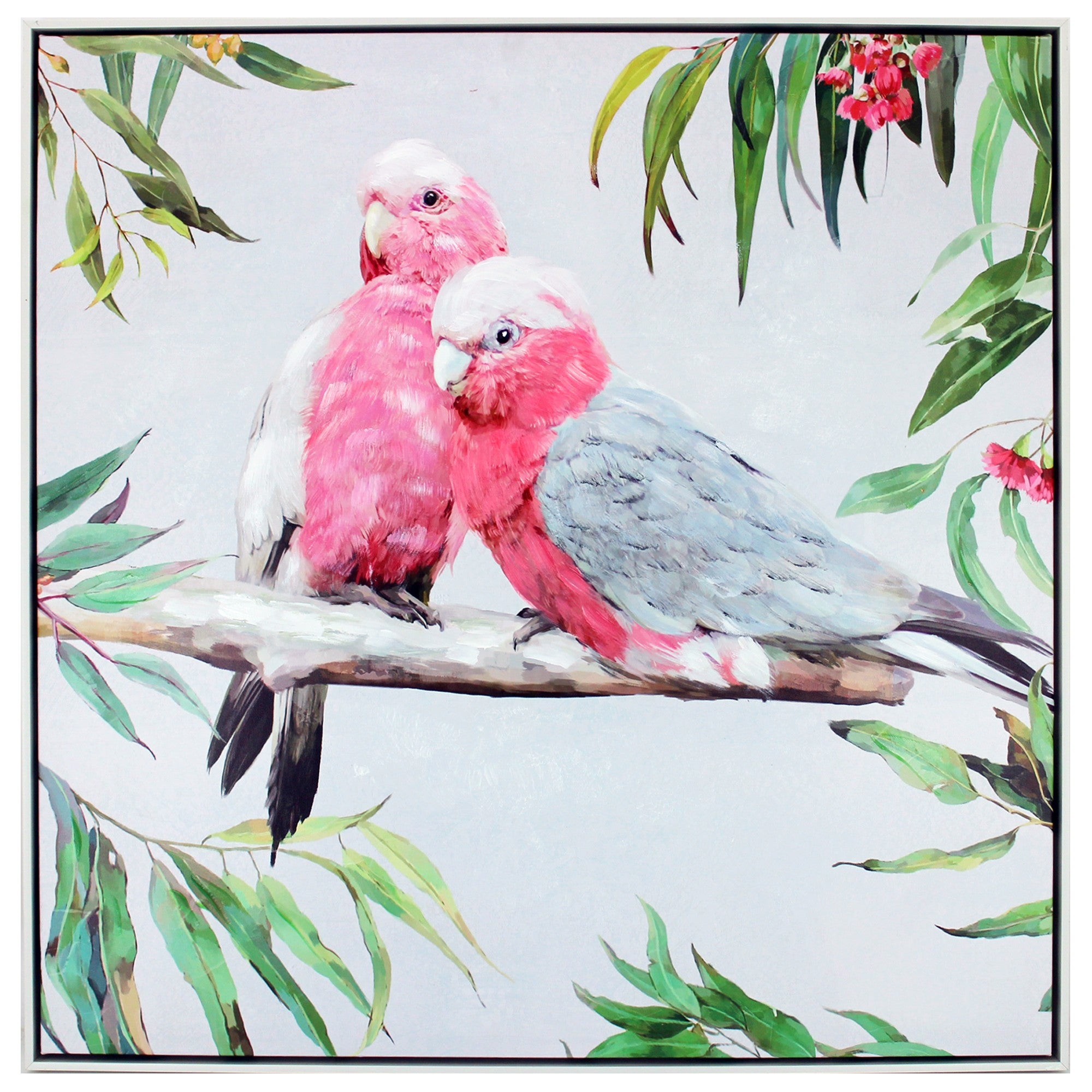 Galah for sale store
