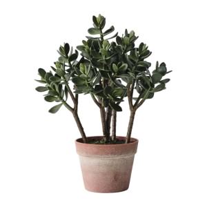 Cana Potted Artificial Jade Plant, 50cm
