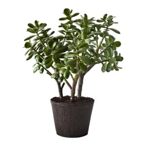 Forestia Artificial Jade Plant, 55cm